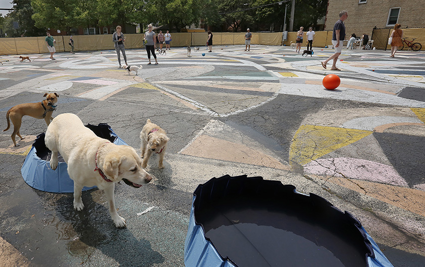 Dogs romp at St. Gregory pop-up dog park - Chicagoland - Chicago Catholic